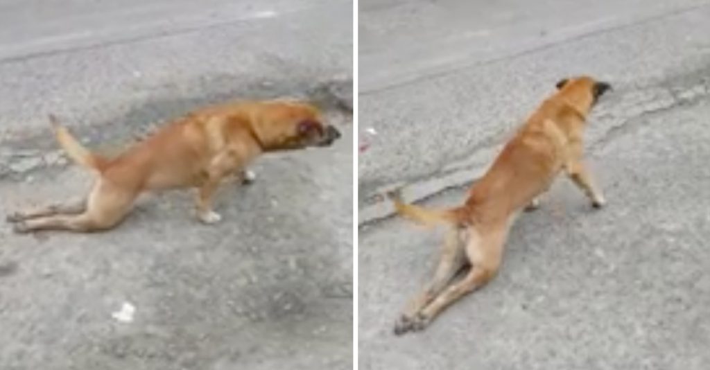 Este Perro Arrastra Sus Piernas Fingiendo Ser Discapacitado Para Que Le ...