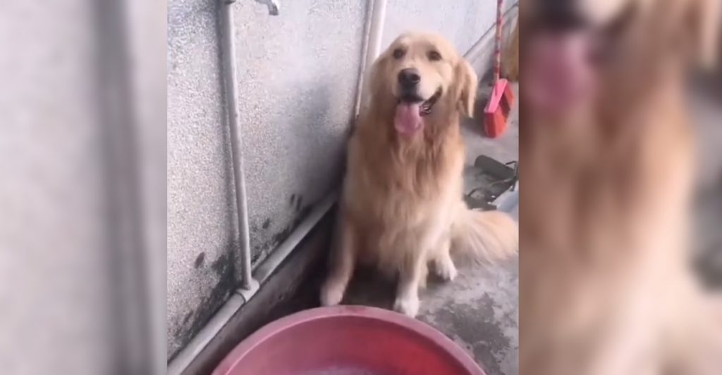 Perrito Harto Del Calor Busca Su Propia Tina, La Llena De Agua Y Se Da ...