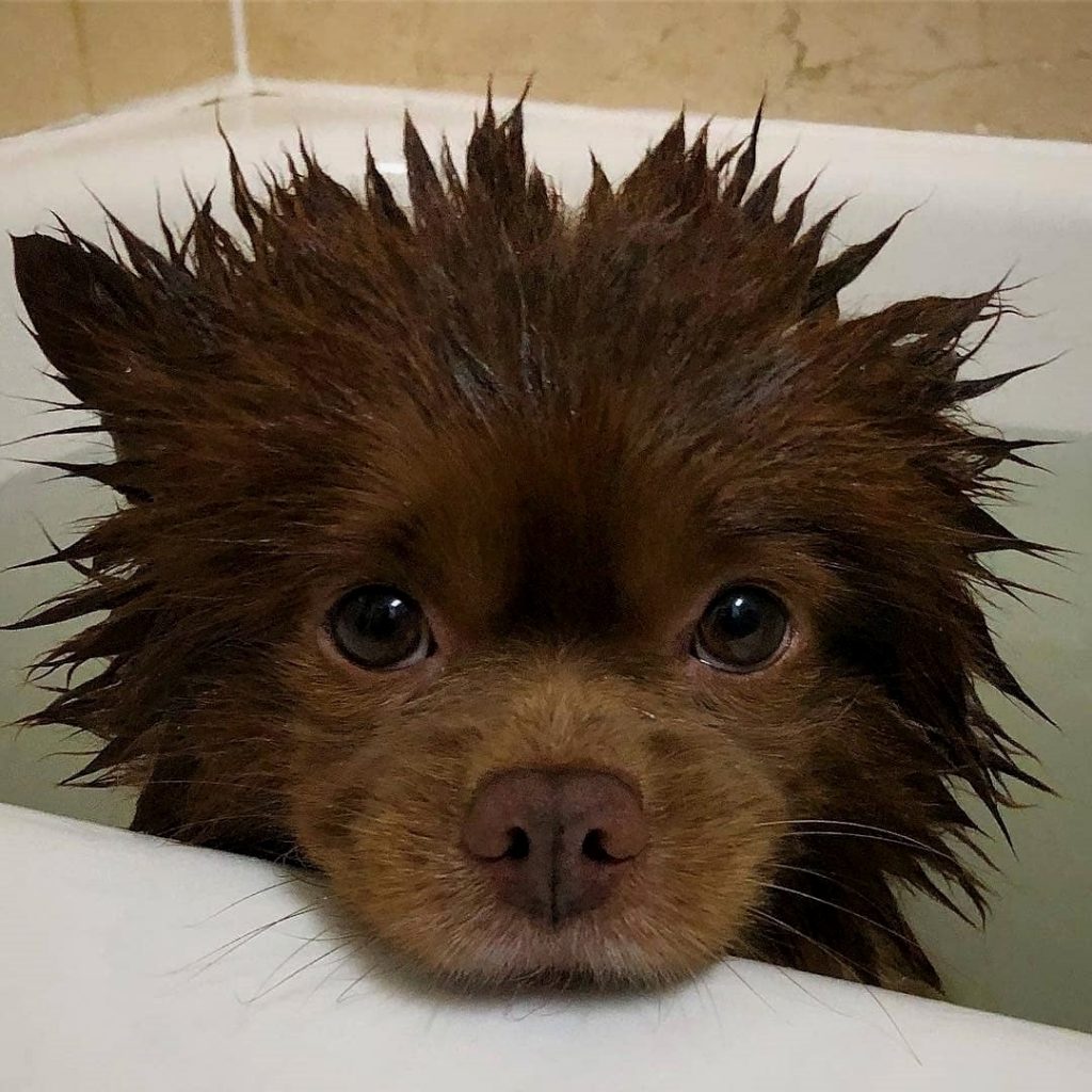 Estos Animales Son Demasiado Lindos Como Para No Sonreír Con El Corazón ...