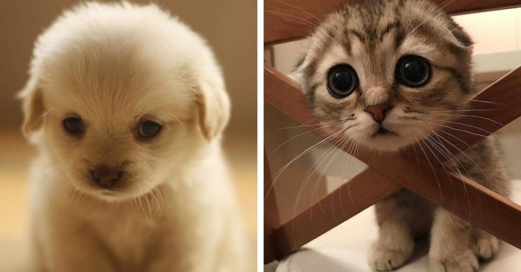 Estos Animales Son Demasiado Lindos Como Para No Sonreír Con El Corazón ...