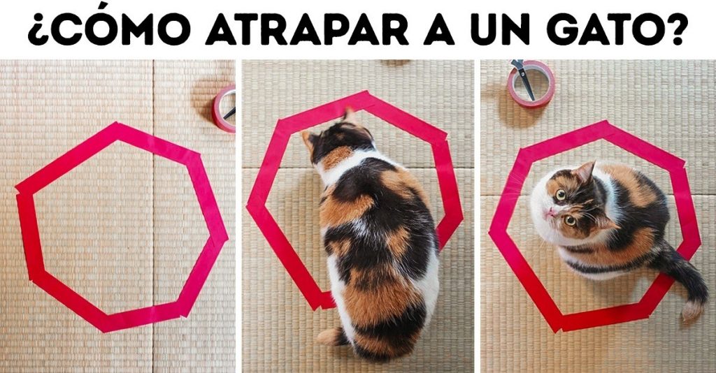 20 Imágenes Que Muestran Lo Divertida Y Absurda Que Es La Lógica Felina ...