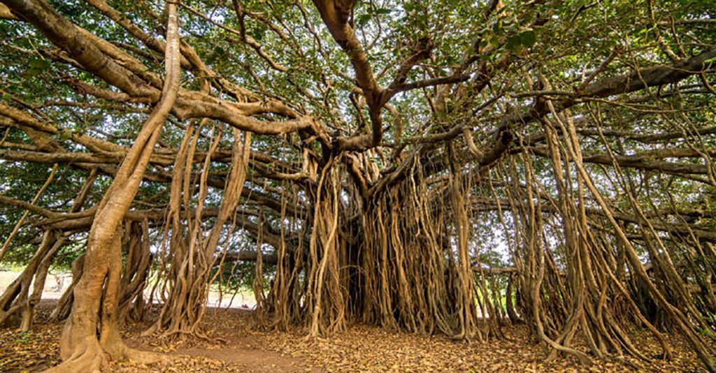 Un Solo Árbol Forma Un Inmenso Bosque En India | Circulo Social