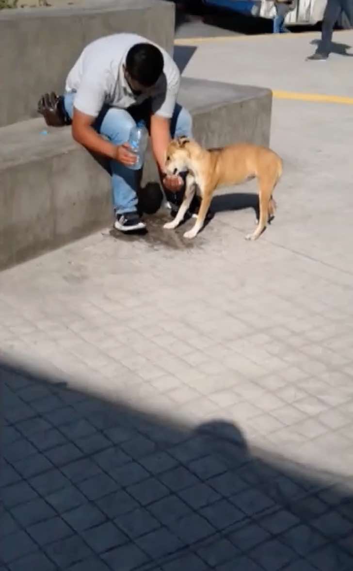Joven Le Da Agua Con Sus Manos A Un Perro Sediento De La Calle ...