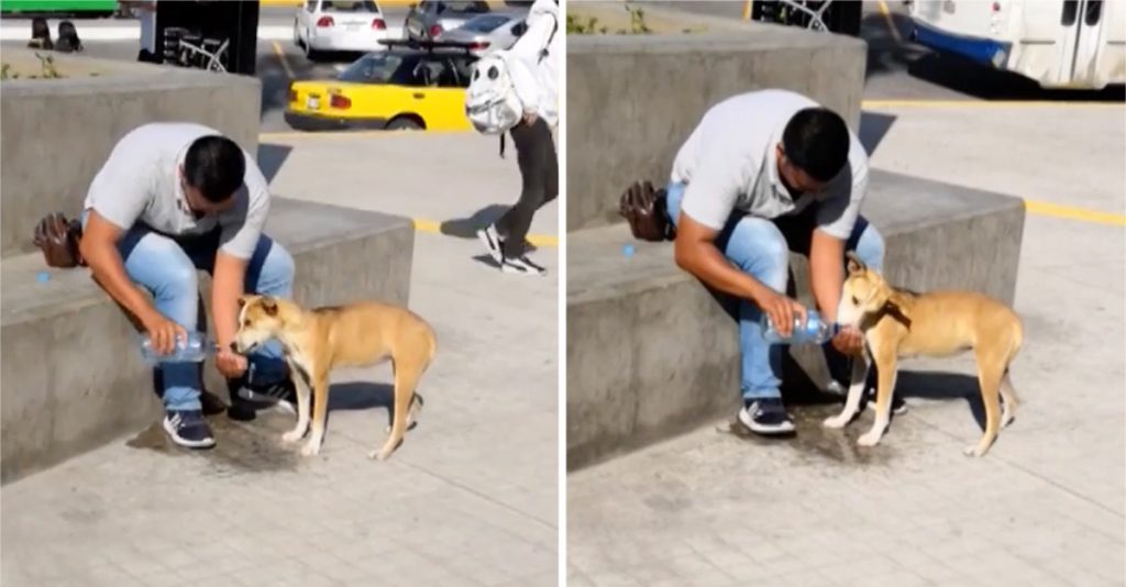 Joven Le Da Agua Con Sus Manos A Un Perro Sediento De La Calle ...