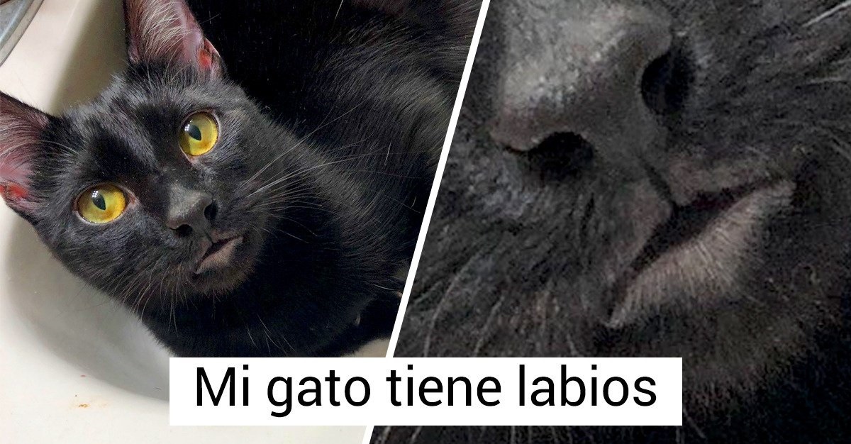 Estos Gatitos Tienen Una Verdadera Peculiaridad: Son Hermosos Y Únicos ...