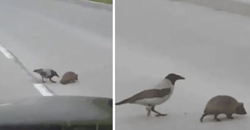 Pájaro Ayuda A Erizo Cruzando La Calle Para Que No Sea Atropellado ...