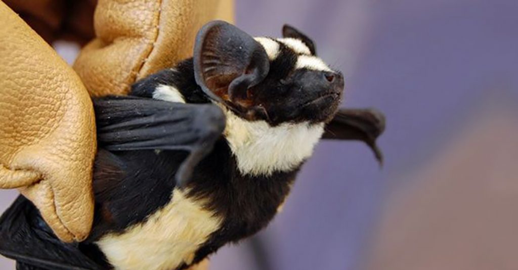 ¿Conoces Al Murciélago Panda? Una Extraña Especie Del Congo | Circulo ...