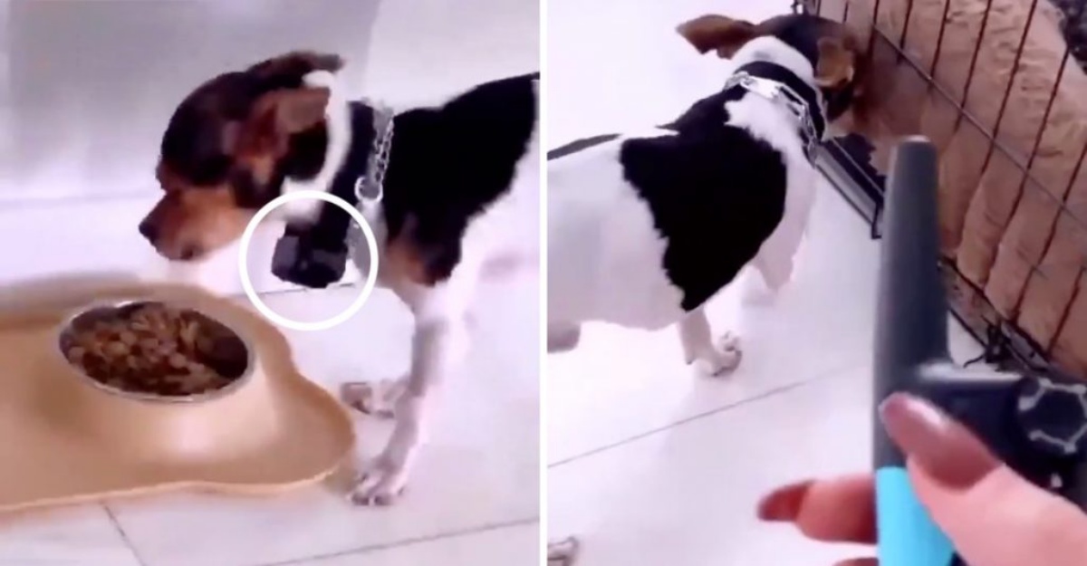 Correcciones Con Descargas Eléctricas A Su Perro Generan Repudio A Esta ...