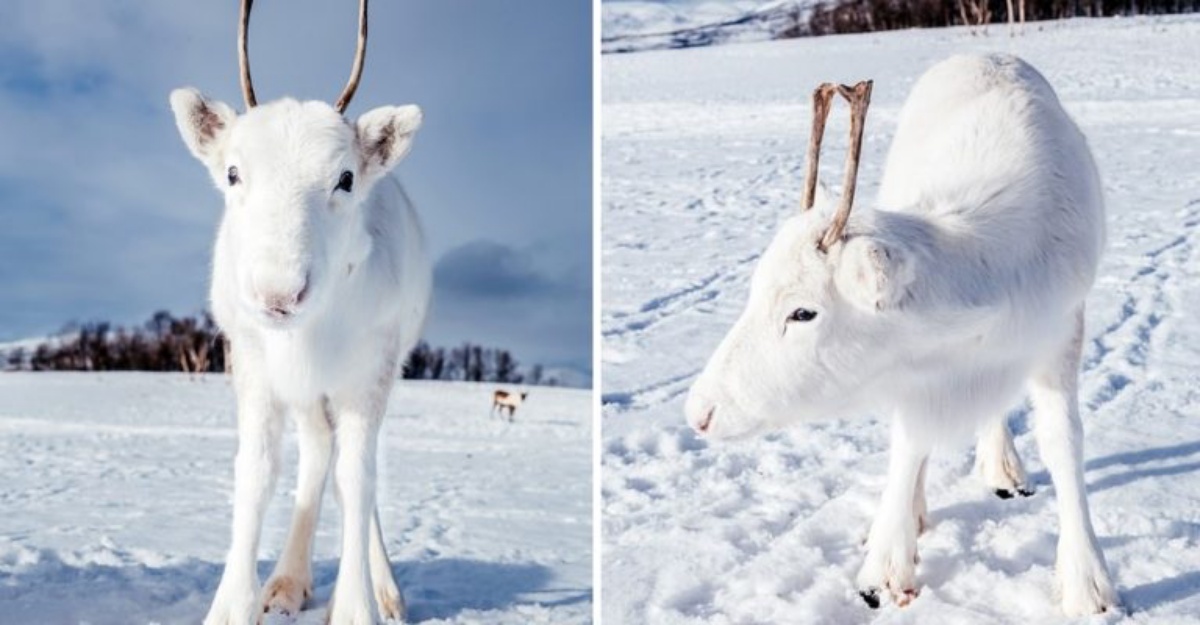 Reno Blanco Captado Por Fotógrafo Parece Camuflarse Con La Nieve En ...