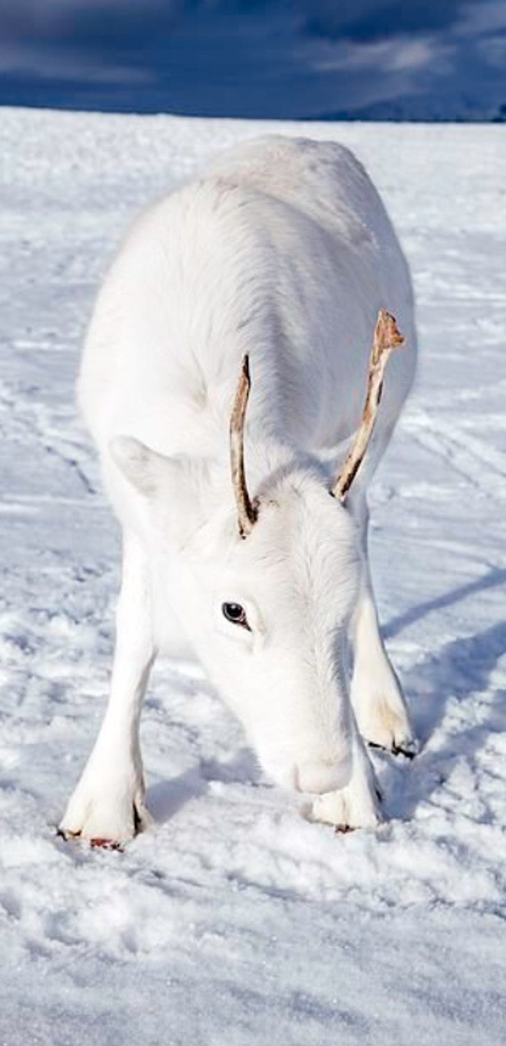 Reno Blanco Captado Por Fotógrafo Parece Camuflarse Con La Nieve En ...